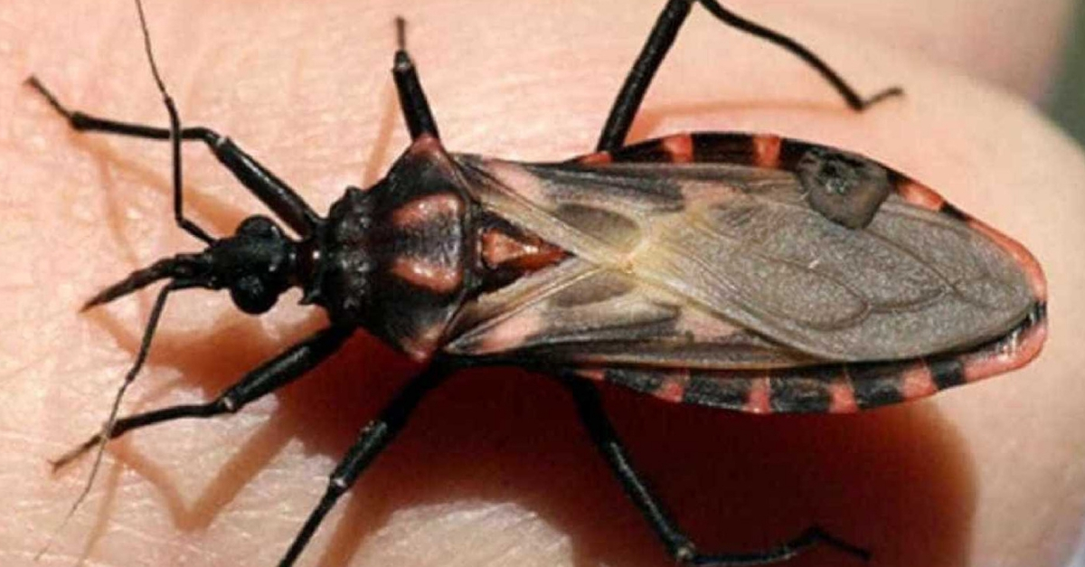 Enfermedad de Chagas: qué es, síntomas y transmisión