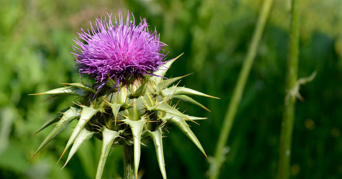 Cardo mariano: propiedades y beneficios - e-Consejos