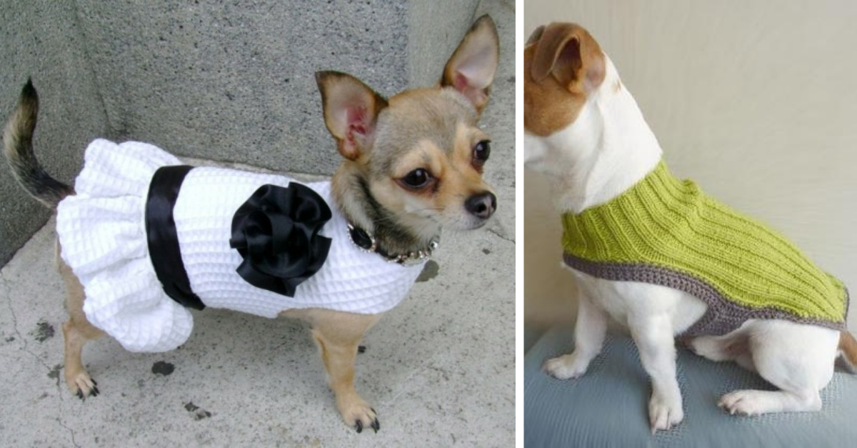 Cómo elaborar un suéter para perros con molde