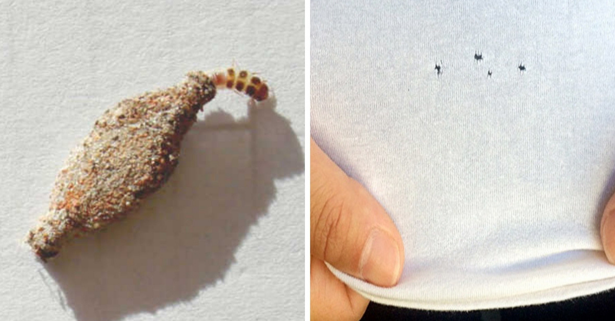 Tratamiento casero para eliminar la larva de la ropa