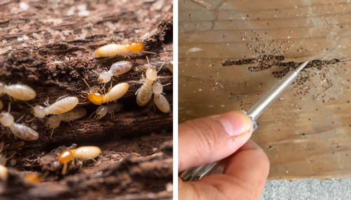 Cómo eliminar termitas con 4 técnicas diferentes
