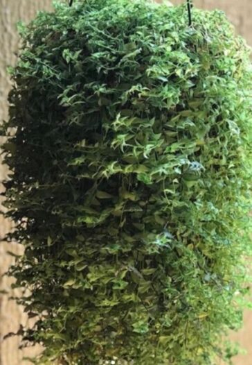 Consejos de cultivo de la planta rastrera