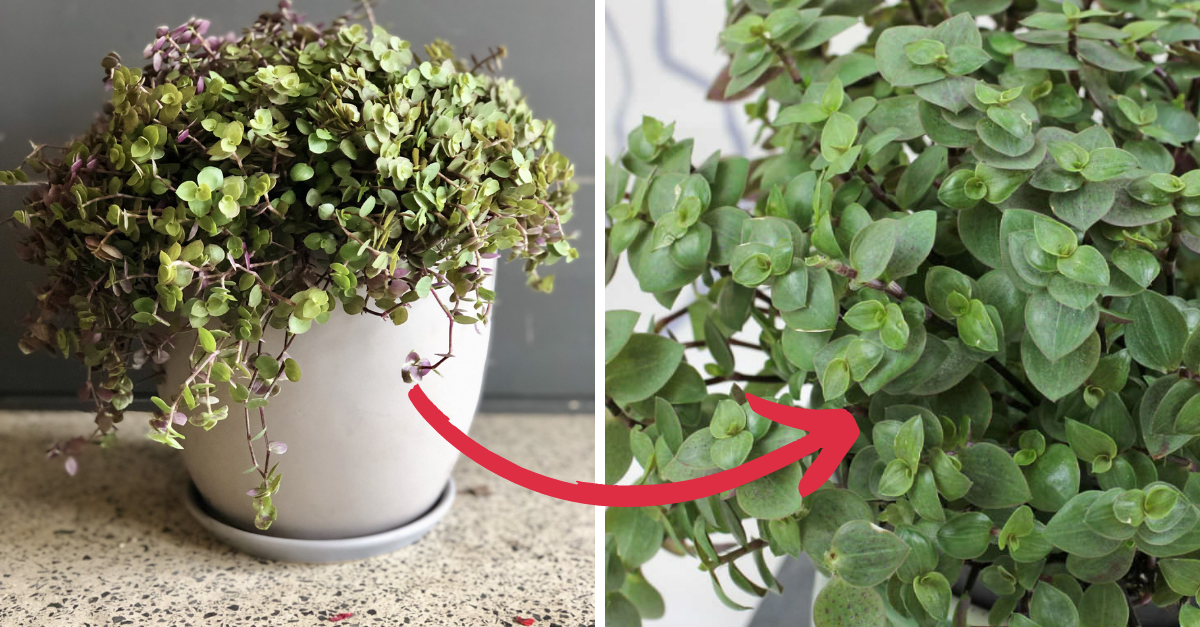 Consejos de cultivo de la planta rastrera