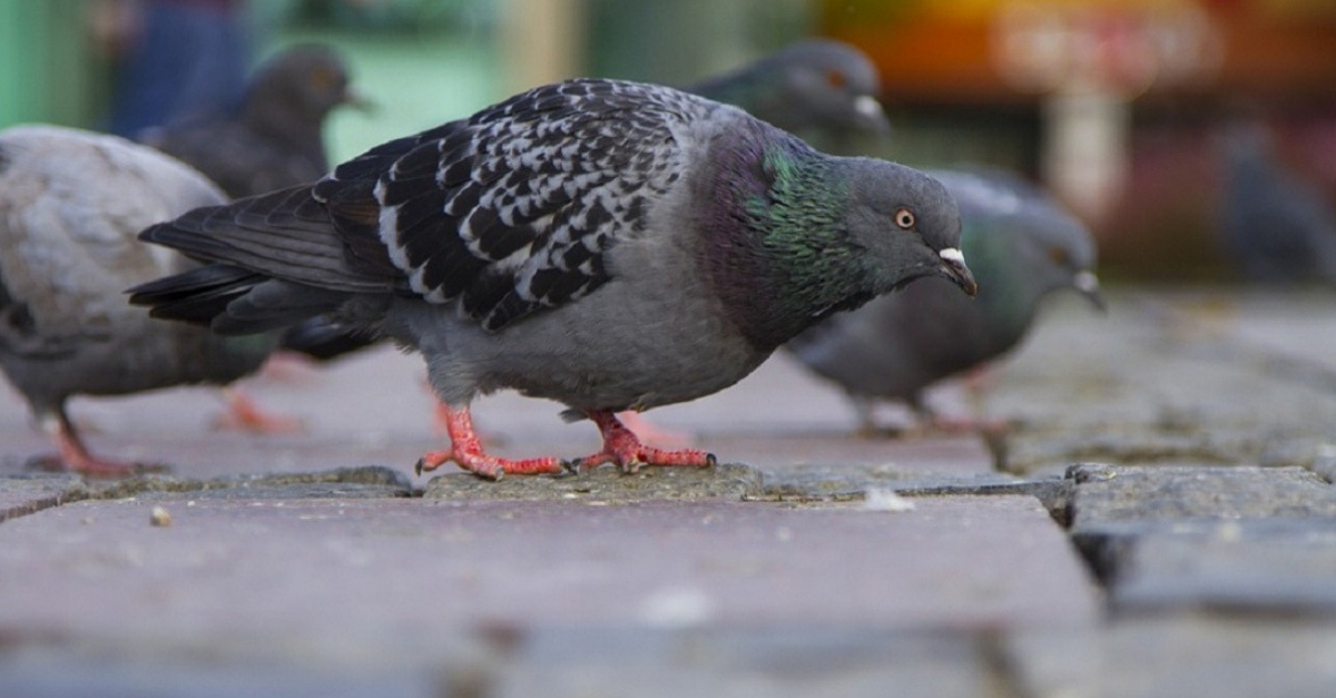 Cómo ahuyentar palomas