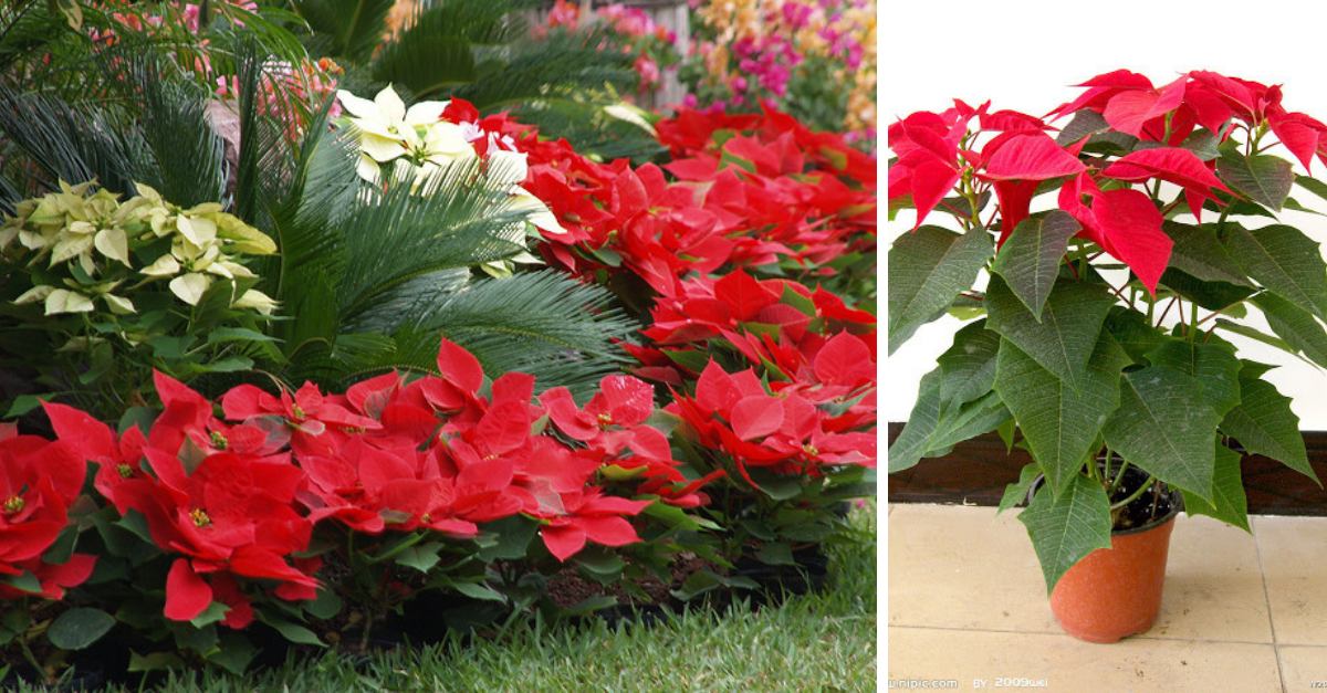 Flor de Navidad: como mantener saludable esta planta después de las fiestas
