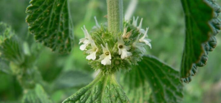 Marrubio: 10 beneficios de esta potente planta medicinal