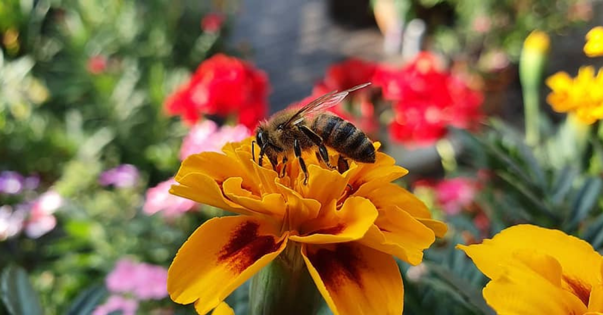12 Plantas que atraen y salvan a las abejas