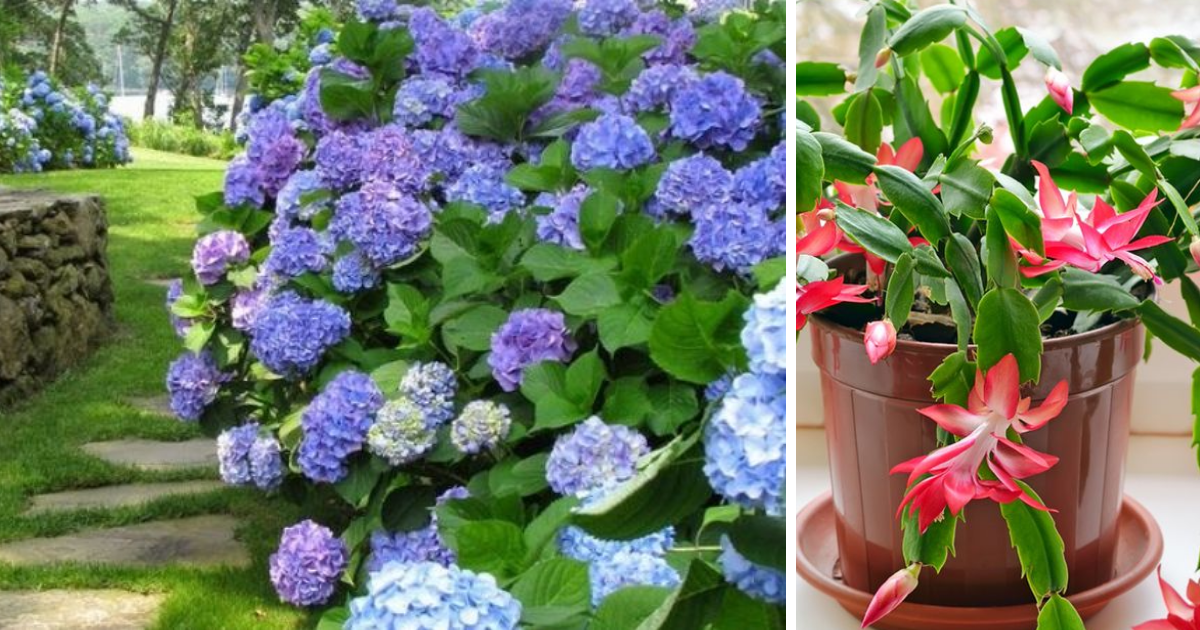 5 Flores de sombra para cultivar donde no haya luz solar directa