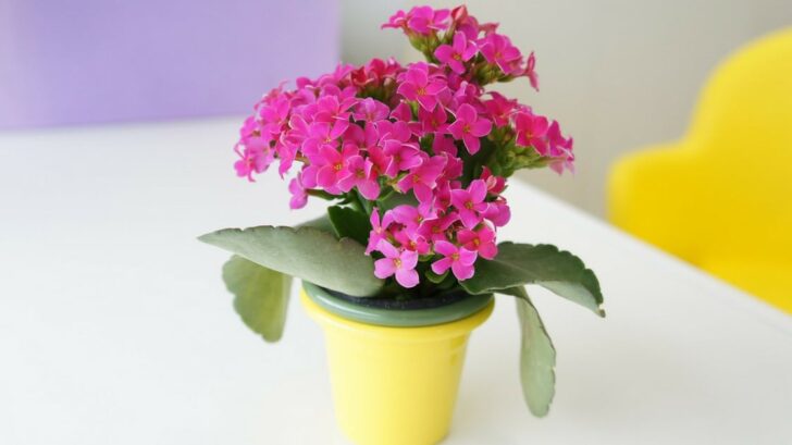 Mañanitas: aprende cómo plantar y cuidar de esta planta - e-Consejos