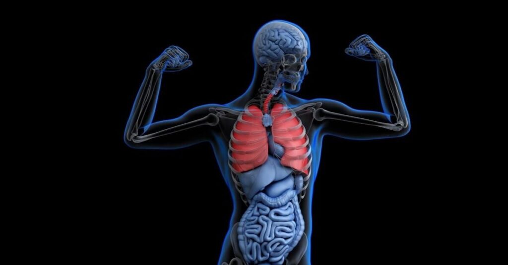 Glándula timo: conoce sus funciones y cómo estimularla