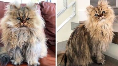 6 Técnicas para hacer crecer el pelo más rápido - e-Consejos