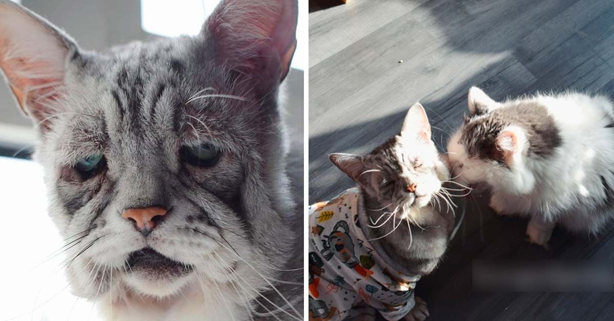 Un gato con una condición de salud rara se pone feliz cuando lo adoptan ...