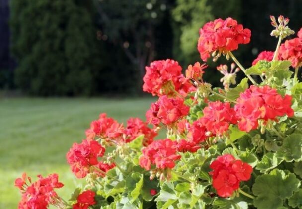 12 Plantas que atraen y salvan a las abejas