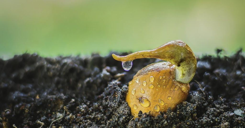 Cómo germinar semillas de manera rápida