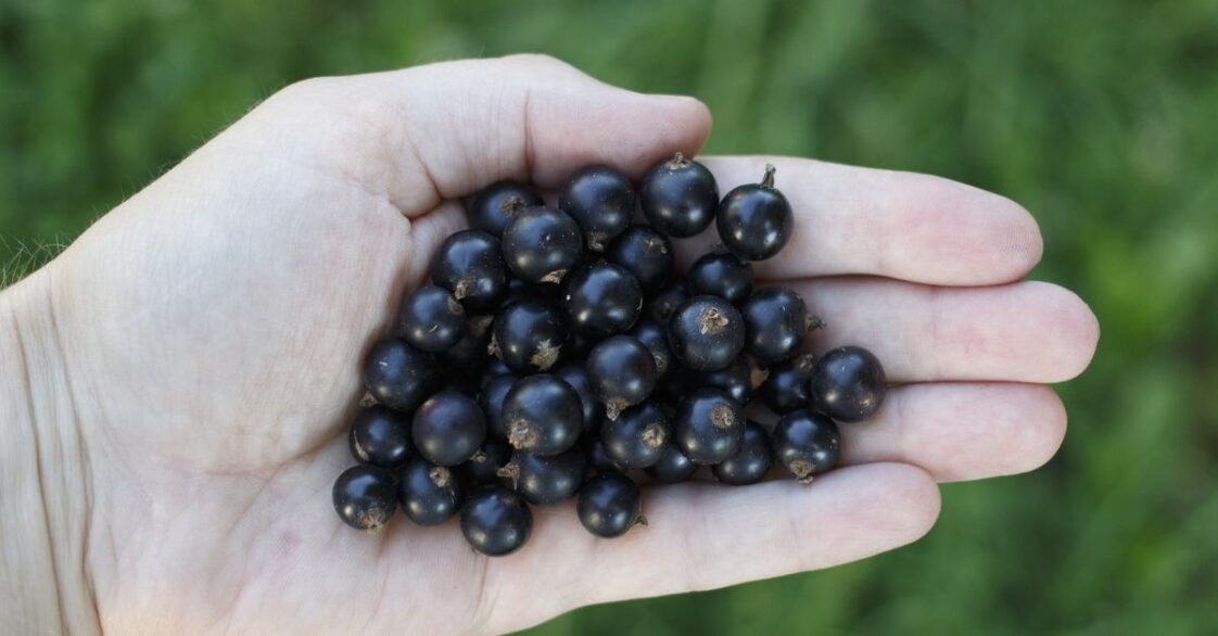 ¿Qué tiene de especial la grosella negra?
