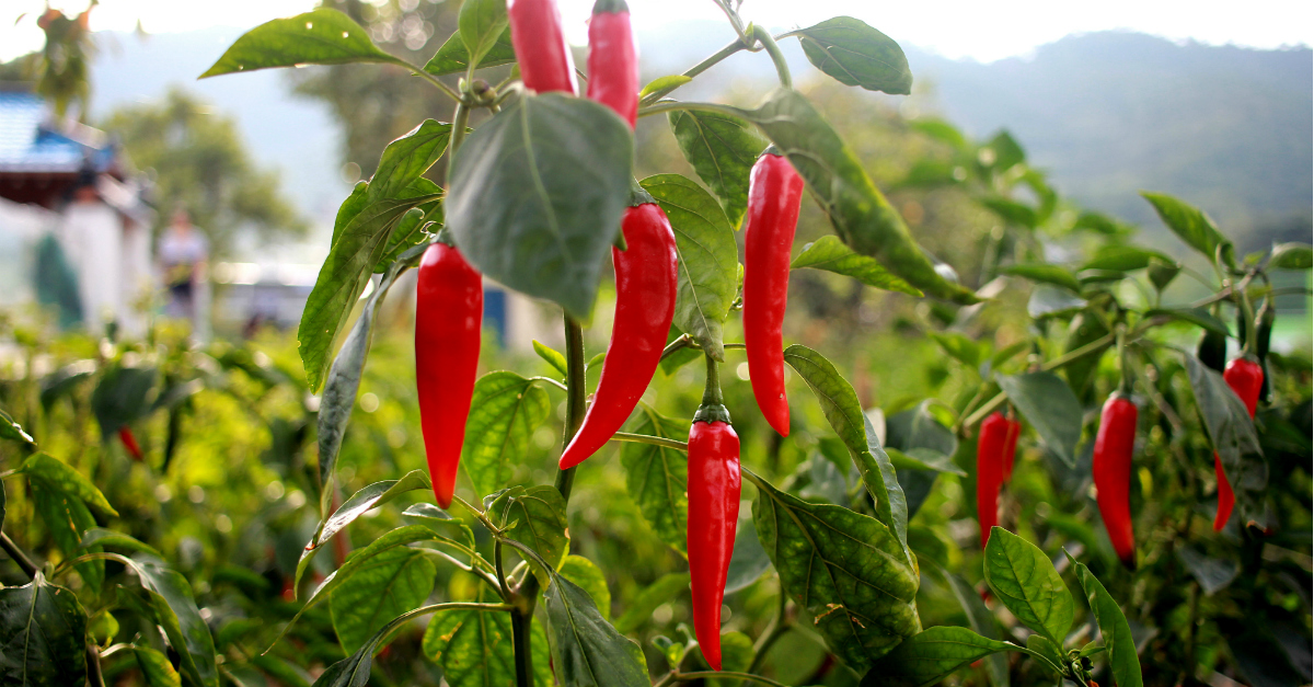 La guindilla podría ser una gran alternativa para no atragantarse