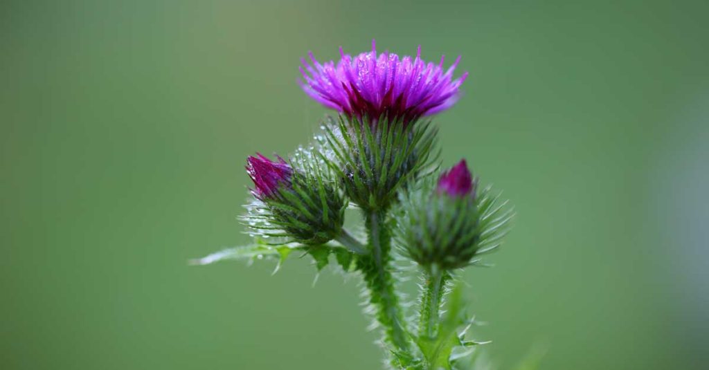 Infusión de cardo mariano: para qué sirve y cómo prepararla