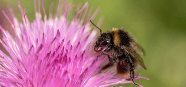 Infusión de cardo mariano: para qué sirve y cómo prepararla