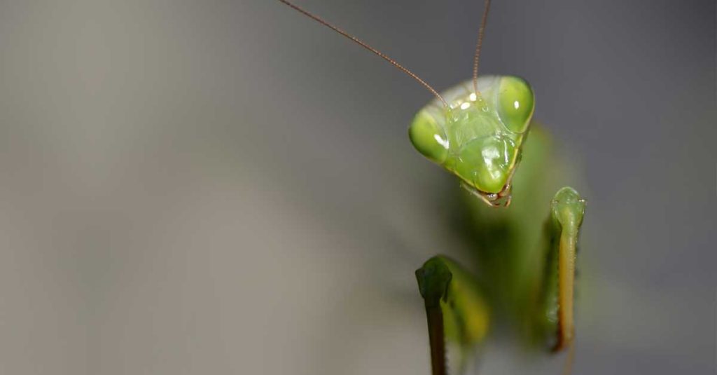 ¿Cuáles son 5 de los insectos más peligrosos del mundo?