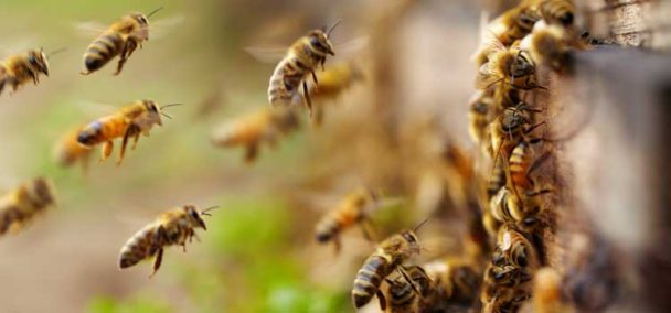 ¿Cuáles son 5 de los insectos más peligrosos del mundo?