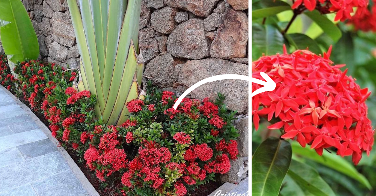 Ixora: una planta perfecta para las regiones cálidas