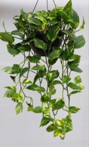 Plantas colgantes de sol, sombra y con flores para decorar la casa