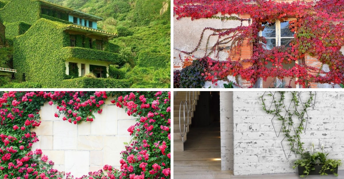 5 Plantas trepadoras para adornar tu hogar