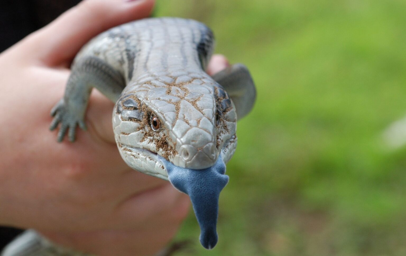 10 Lenguas de animales que sorprenden y unas particularidades sobre estas