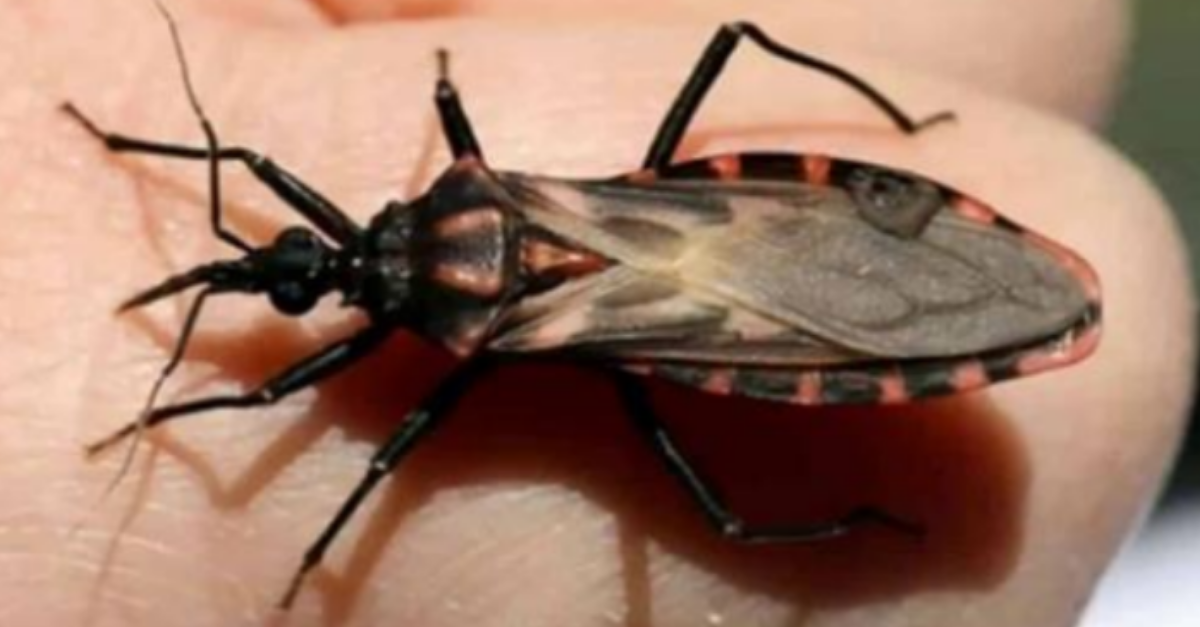 Peligro: ¡la picada de este insecto causa ataque cardíaco!