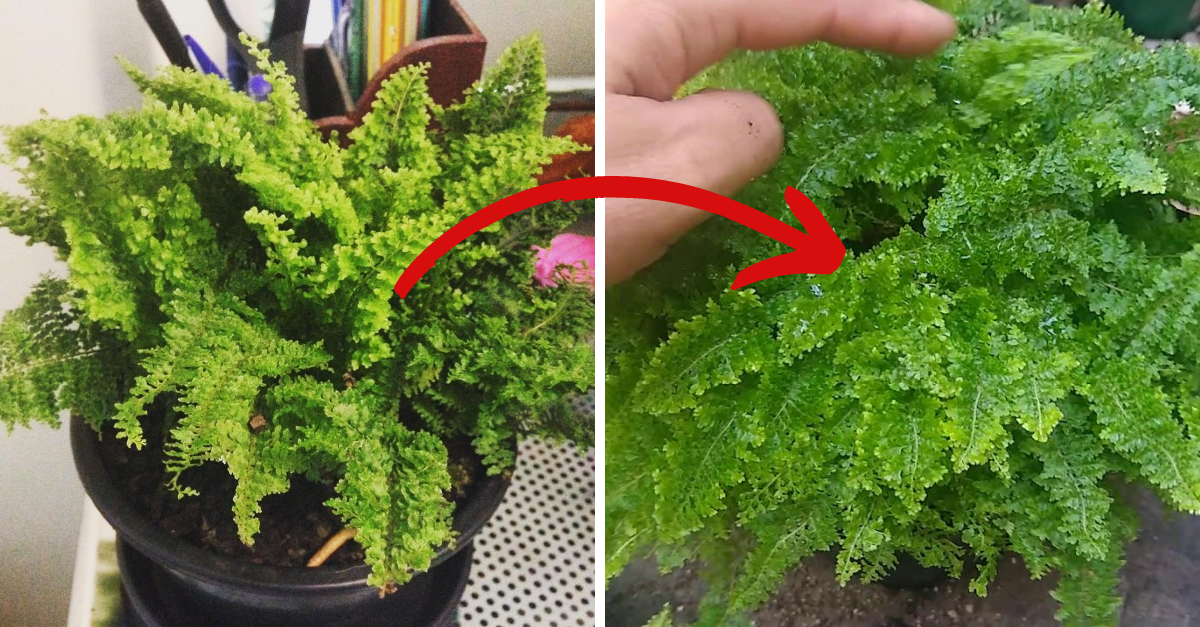 Helecho hawaiano: aprende a cultivar esta planta en la versión mini