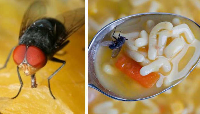¡Cuidado! ¡Hay una mosca en su sopa!