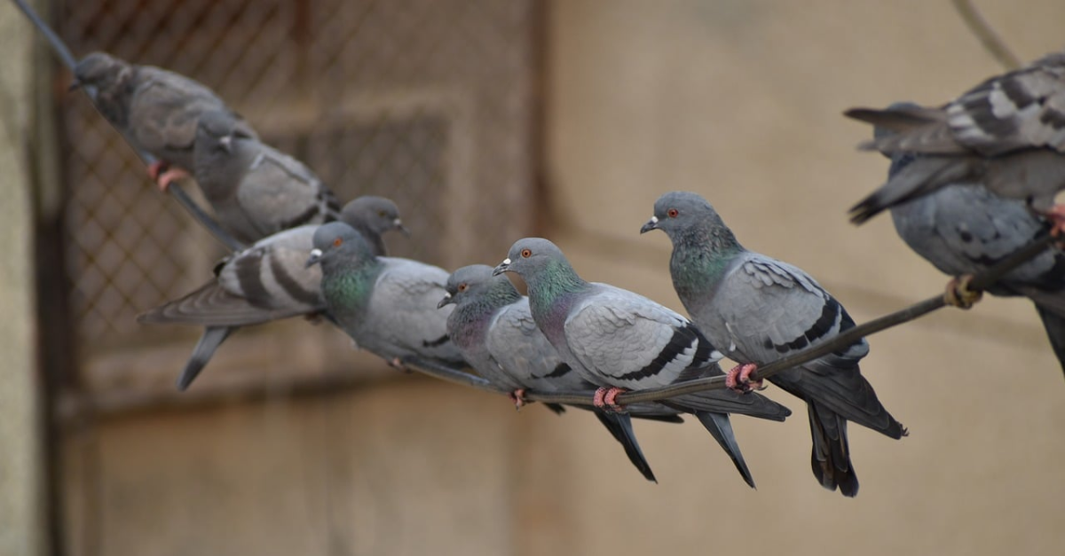 ¿Es verdad que las palomas son ratas con alas que contagian enfermedades?