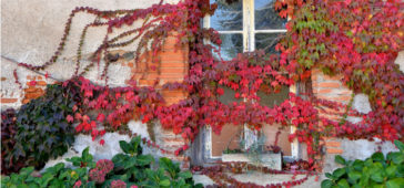 5 Plantas trepadoras para adornar tu hogar