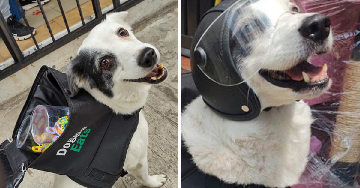 Perrita repartidora de comida para ayudar a un refugio se hace viral