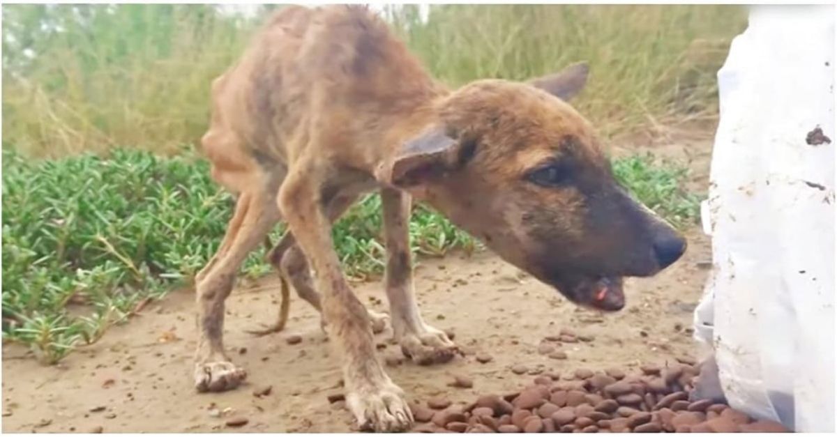 Un perro extremadamente delgado mueve la cola cuando recibe comida de ...