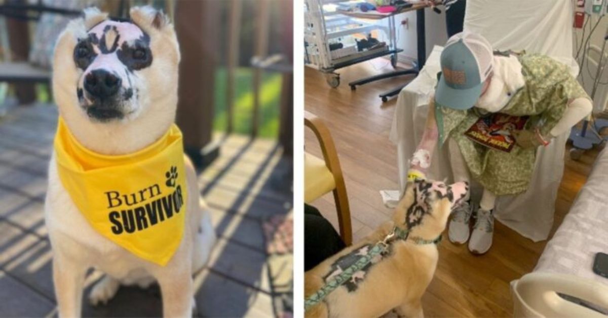 Un perro quemado se recupera y se convierte en perro de terapia