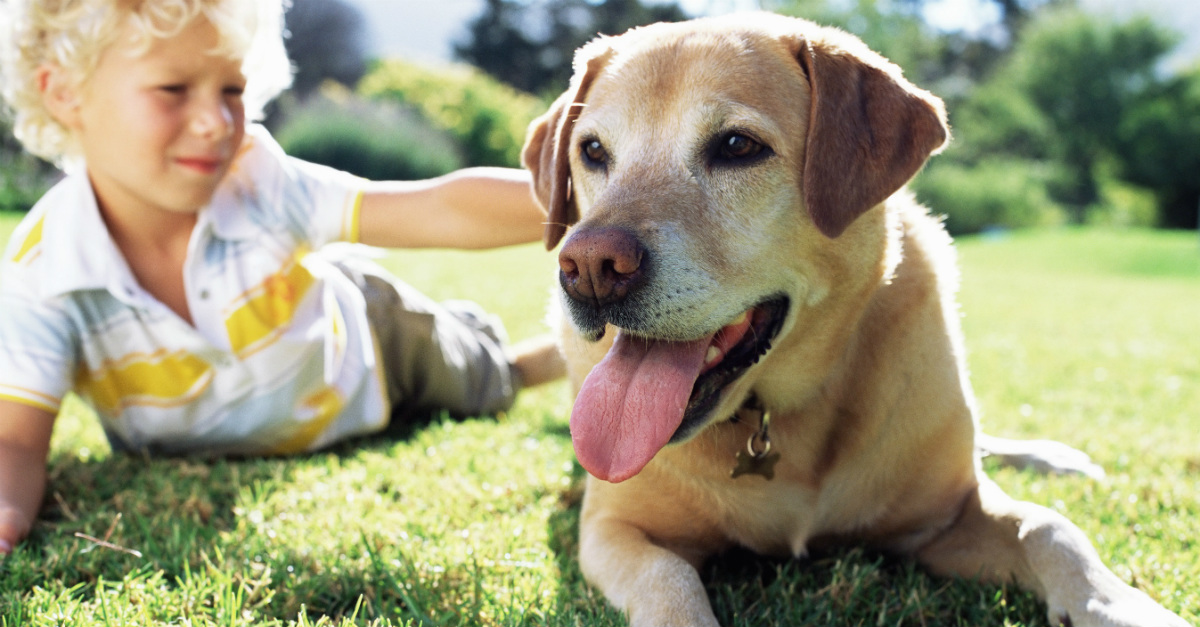 Las 5 mejores razas de perros para niños