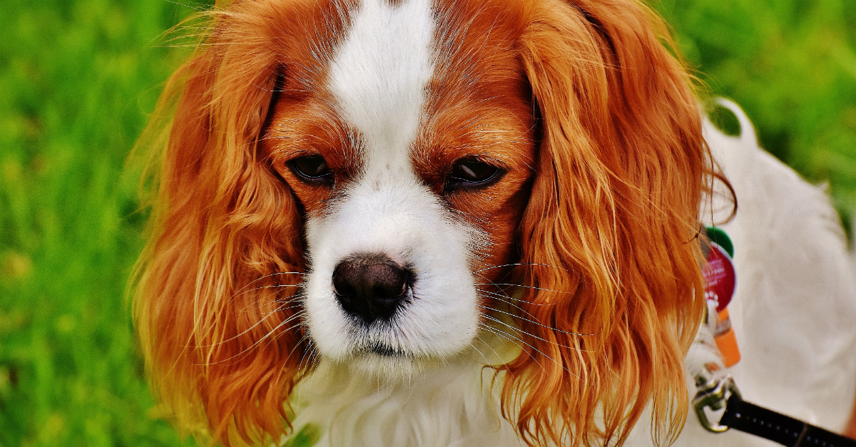 Razas de perros peludos