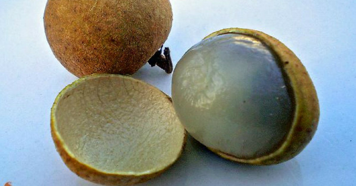 Pitomba: conoce los beneficios de esta fruta para la salud