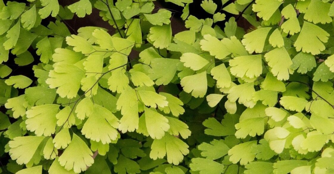 Culantrillo de pozo: conoce cómo cuidar de este hermoso helecho
