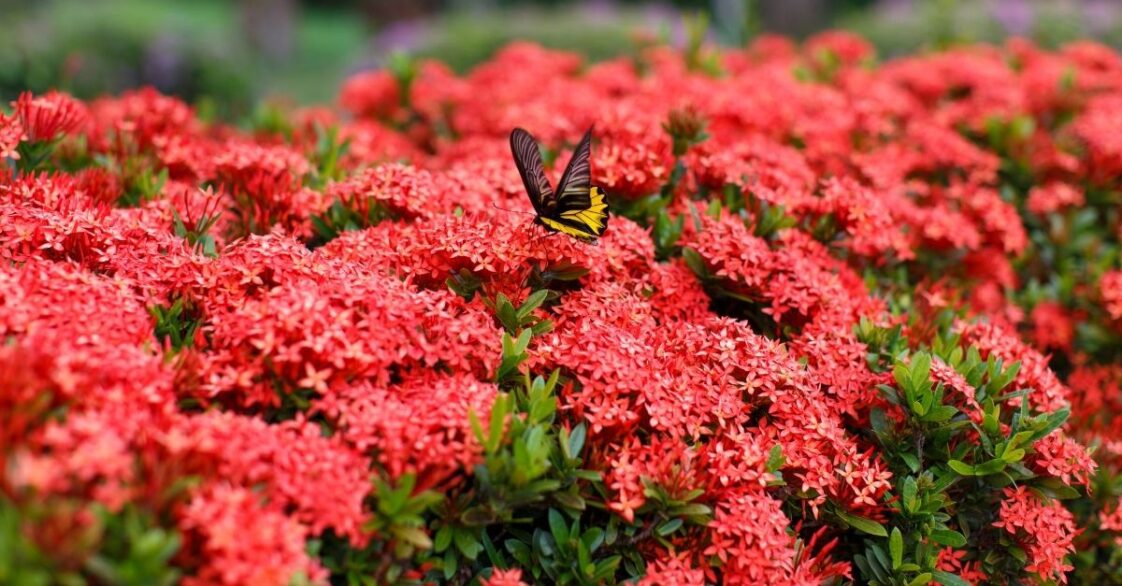 Ixora: una planta perfecta para las regiones cálidas