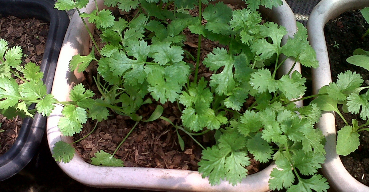Cómo plantar cilantro