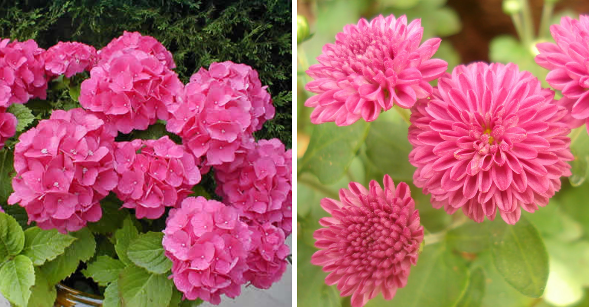 5 Plantas de color rosa para adornar tu casa y darle vida