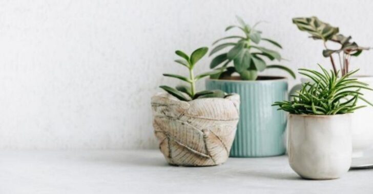 8 Plantas muy resistentes para quienes no se acuerdan de cuidarlas
