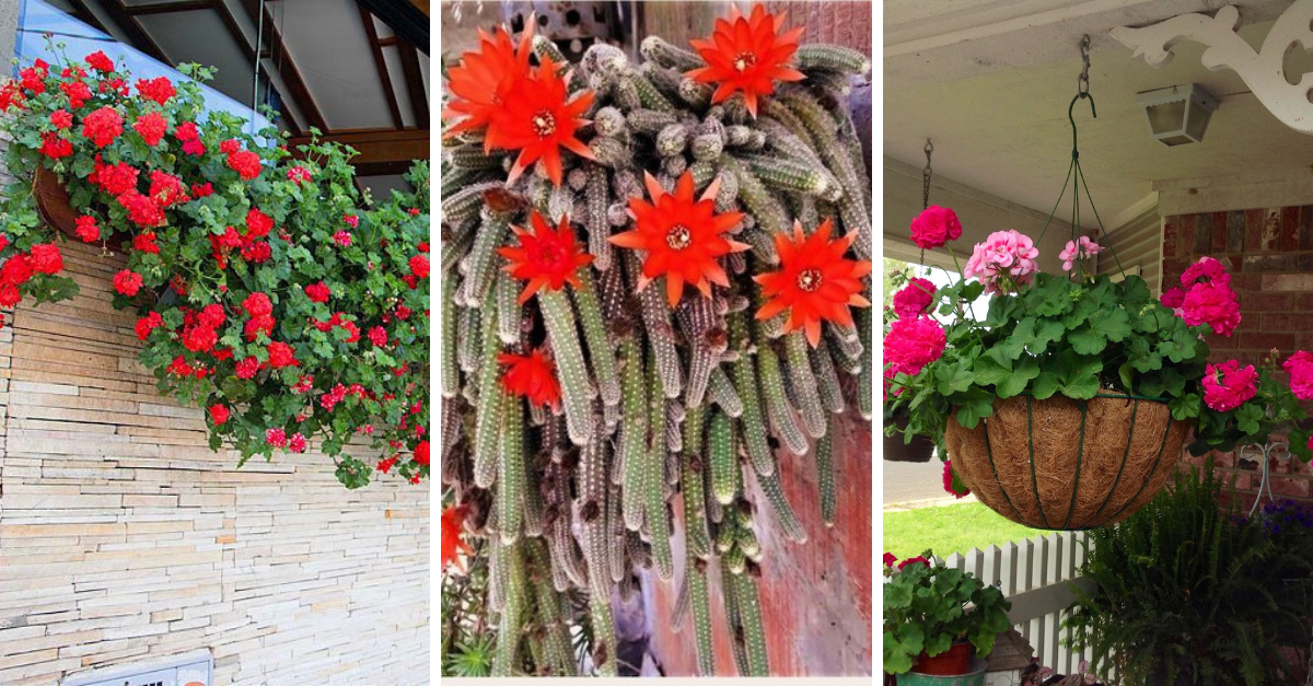 8 Plantas colgantes de pleno sol para cultivar en el patio