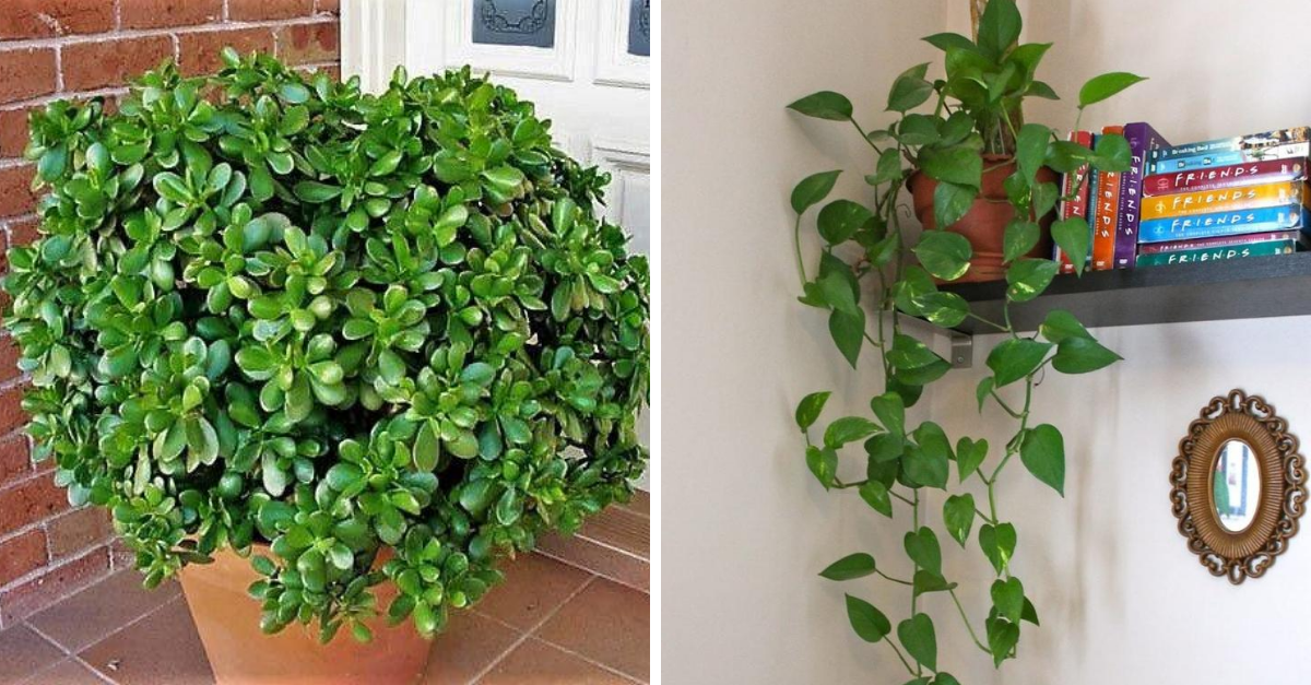 8 Plantas muy resistentes para quienes no se acuerdan de cuidarlas