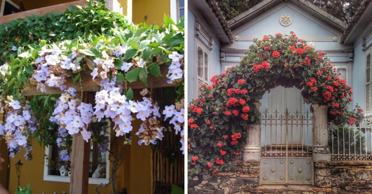 Enredadera: conoce los tipos y cómo usarlas en decoración y paisajismo