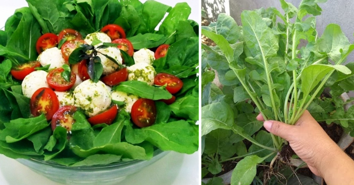 10 Recetas de ensalada de rúcula