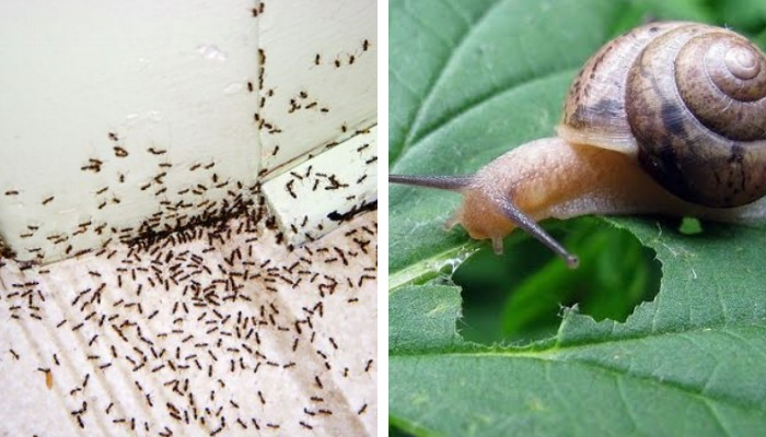 Aprenda a controlar las plagas de insectos en sus plantas