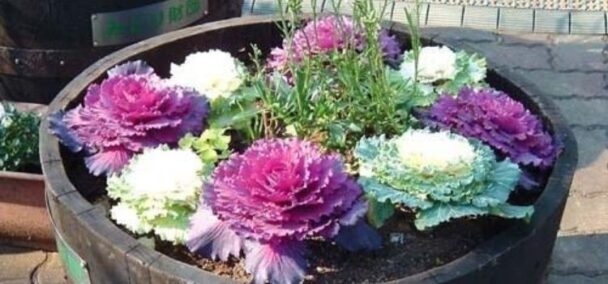 Repollo decorativo: aprende a cultivar esta planta ornamental